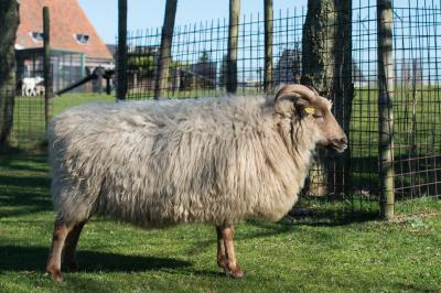 Bezoek (aan) de stadsboerderij