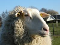 Bezoek (aan) de stadsboerderij