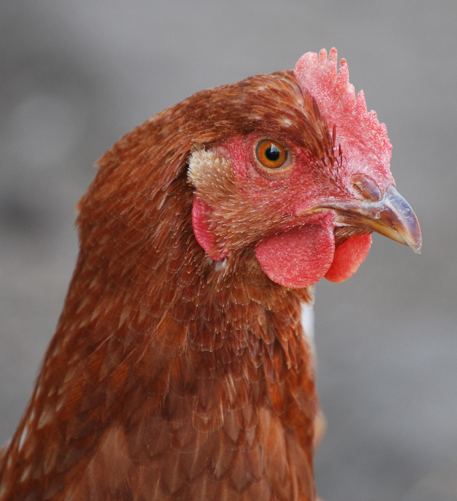 Bezoek (aan) de stadsboerderij