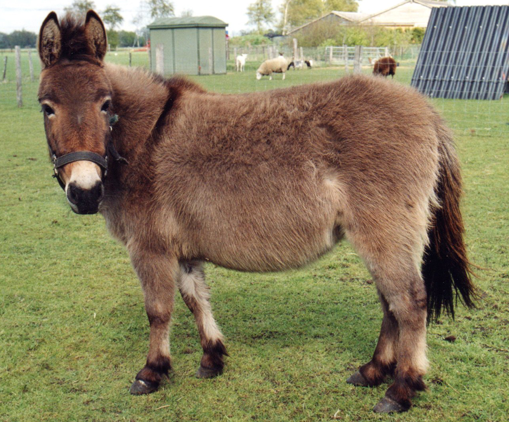 Bezoek (aan) de stadsboerderij