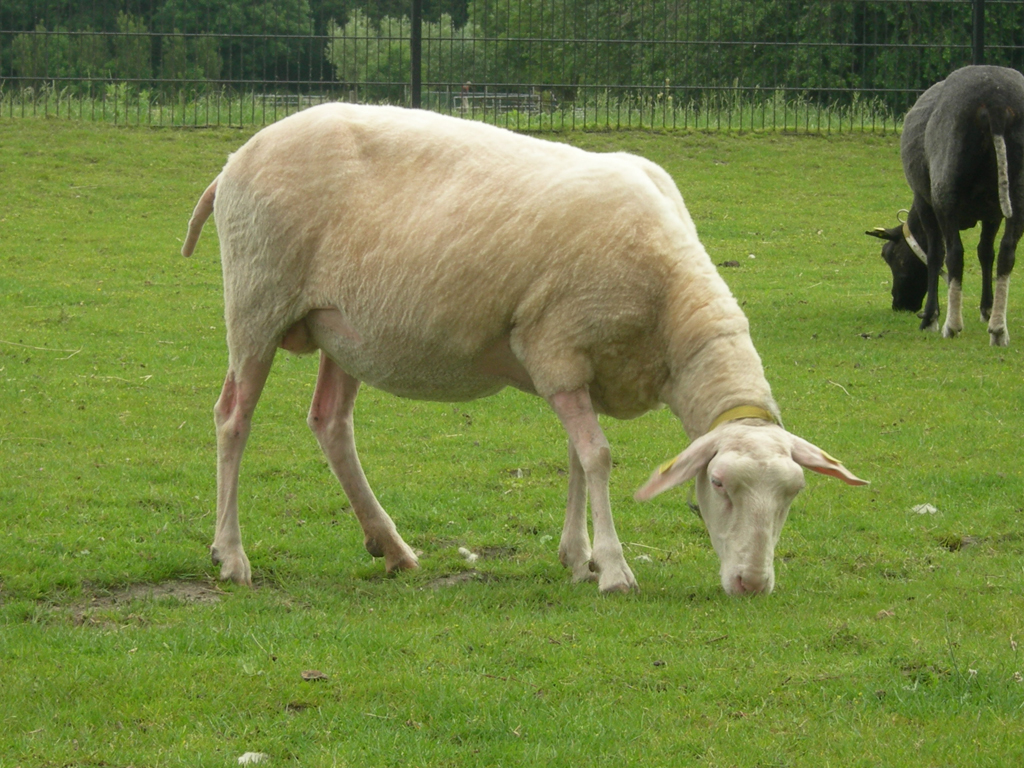 Bezoek (aan) de stadsboerderij